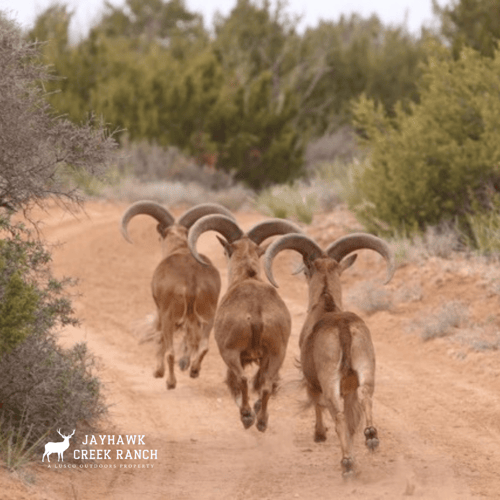 The Best Exotic Hunting Experience in Texas